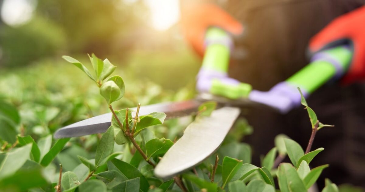 Ability Gardening | Optalis